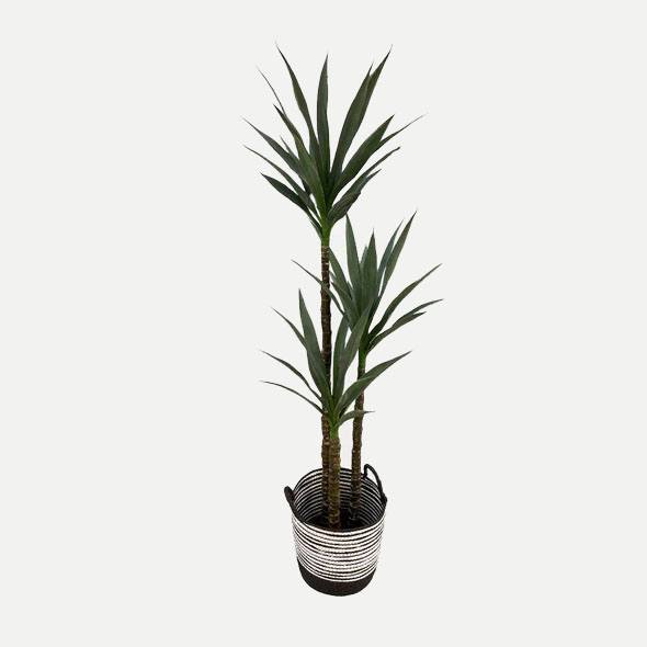 Artificial Yucca - 1.6m - Basket Black and White - Christmas Tree ...